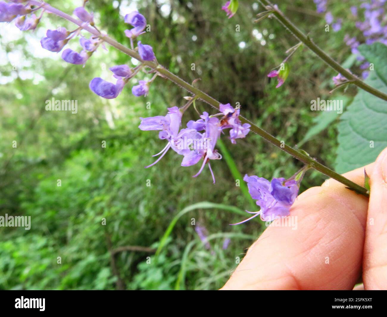 pink fly bush (Plectranthus fruticosus), Plantae, Howick, 3290, South ...