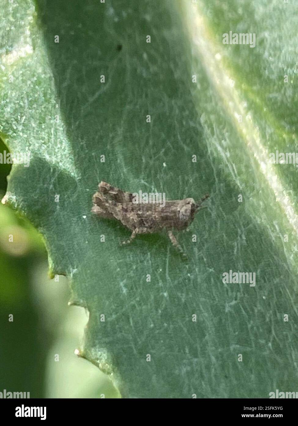 Aztec Spur-throated Grasshopper (Aidemona azteca), Insecta, Far South ...