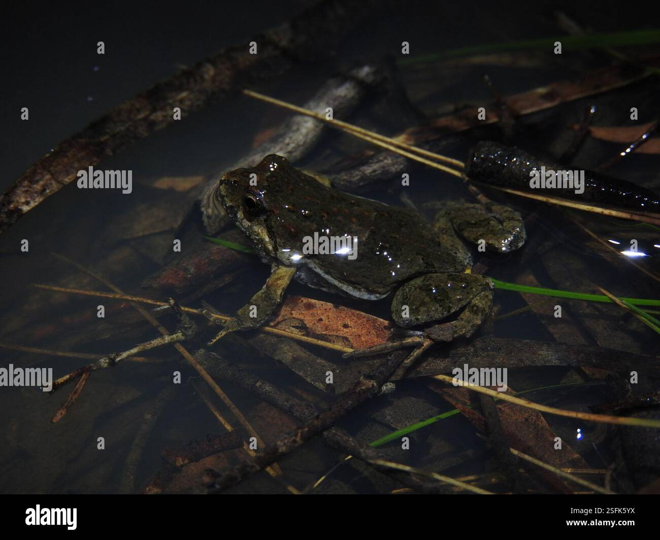 Common Eastern Froglet (Crinia signifera), Amphibia, Hobart TAS ...