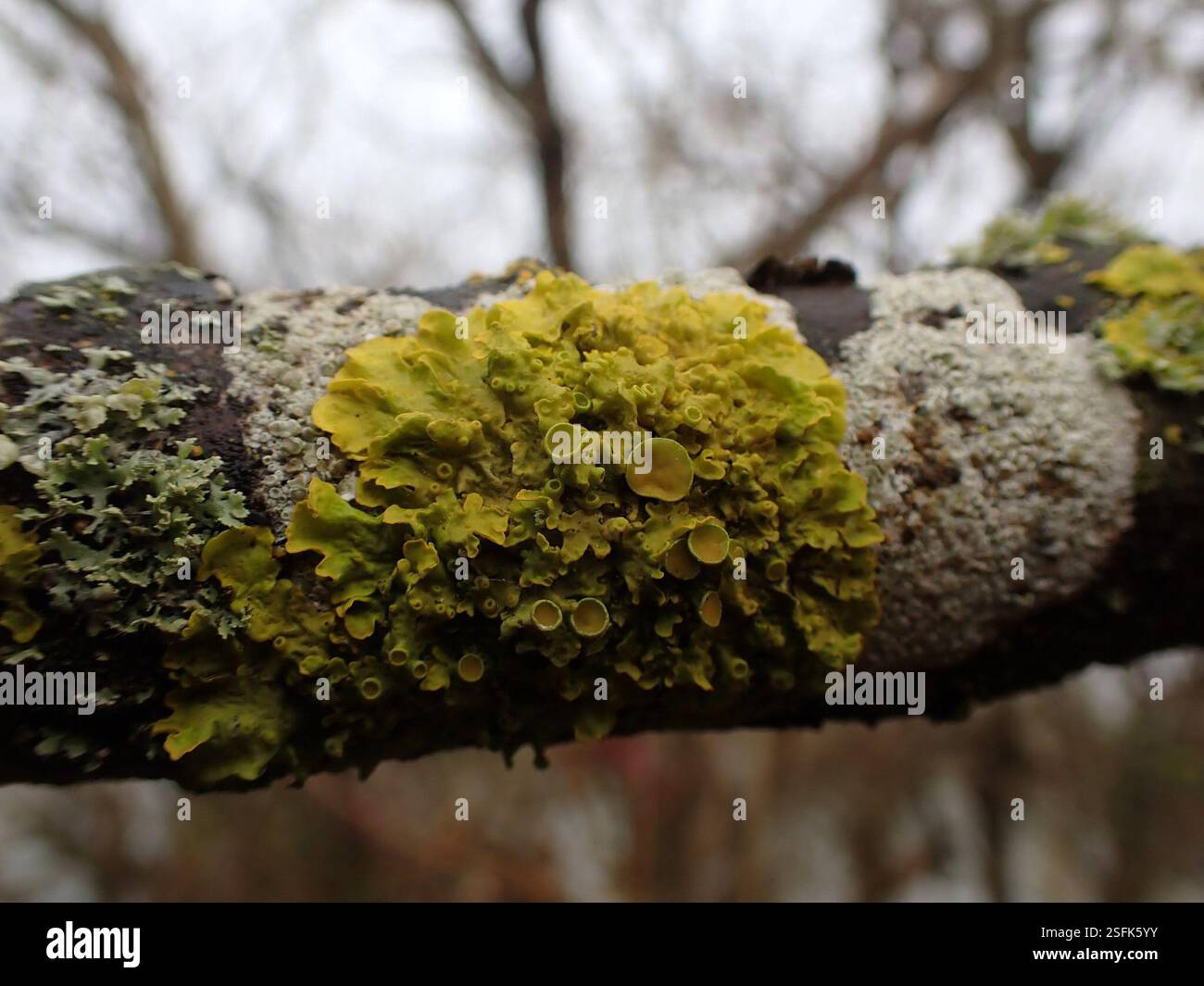 Common Sunburst Lichen (Xanthoria parietina), Fungi, Richmond, BC ...