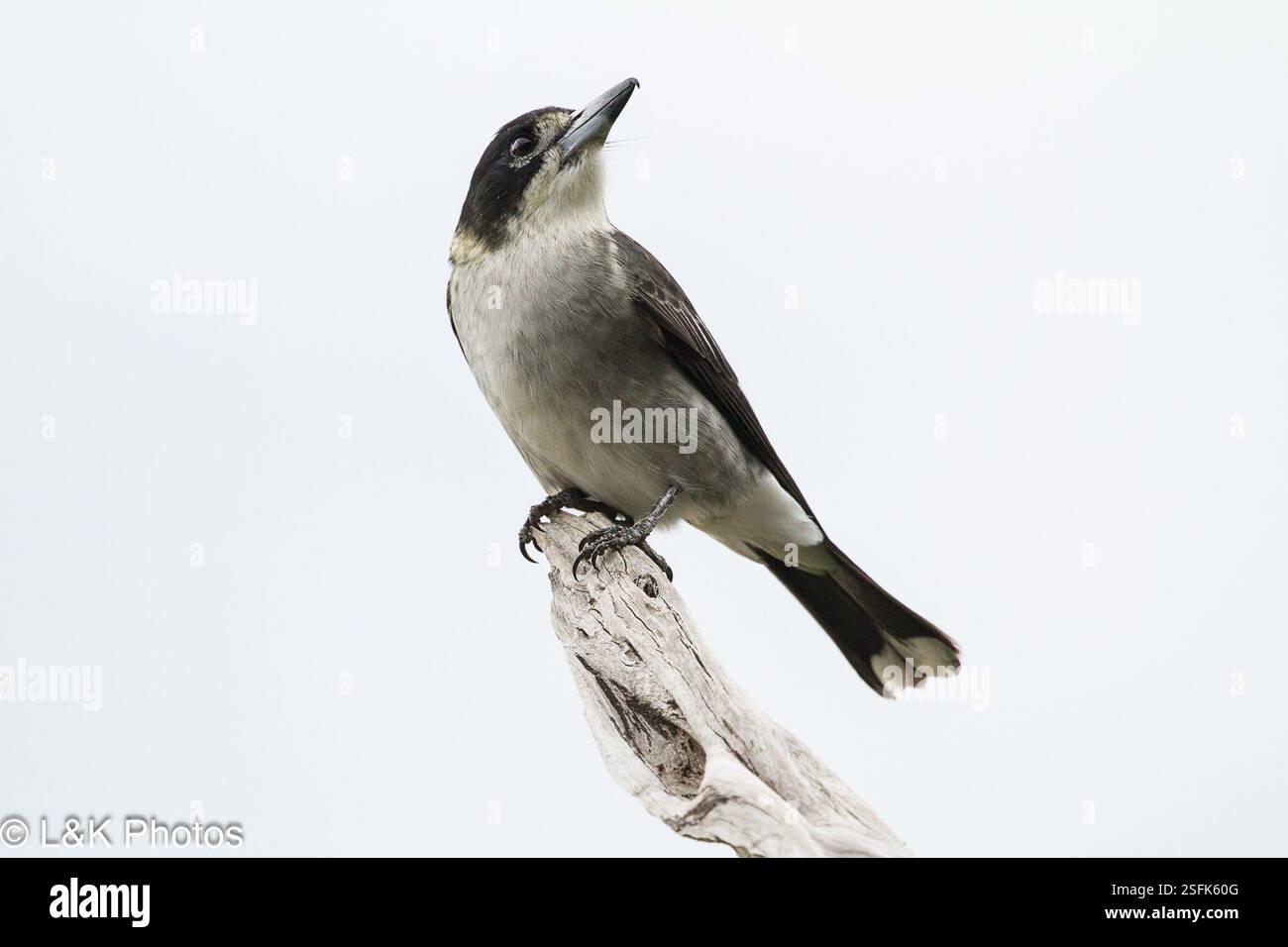 Grey Butcherbird (Cracticus torquatus), Aves, Wilsons Promontory VIC ...
