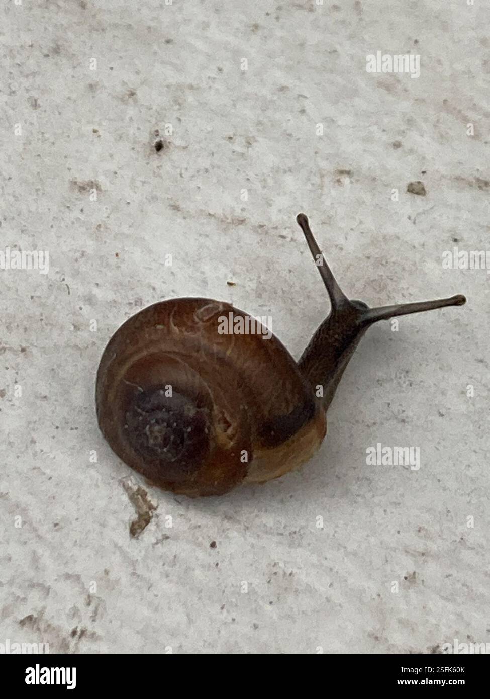 Strawberry Snail (Trochulus striolatus), Mollusca, Church Ave, London ...