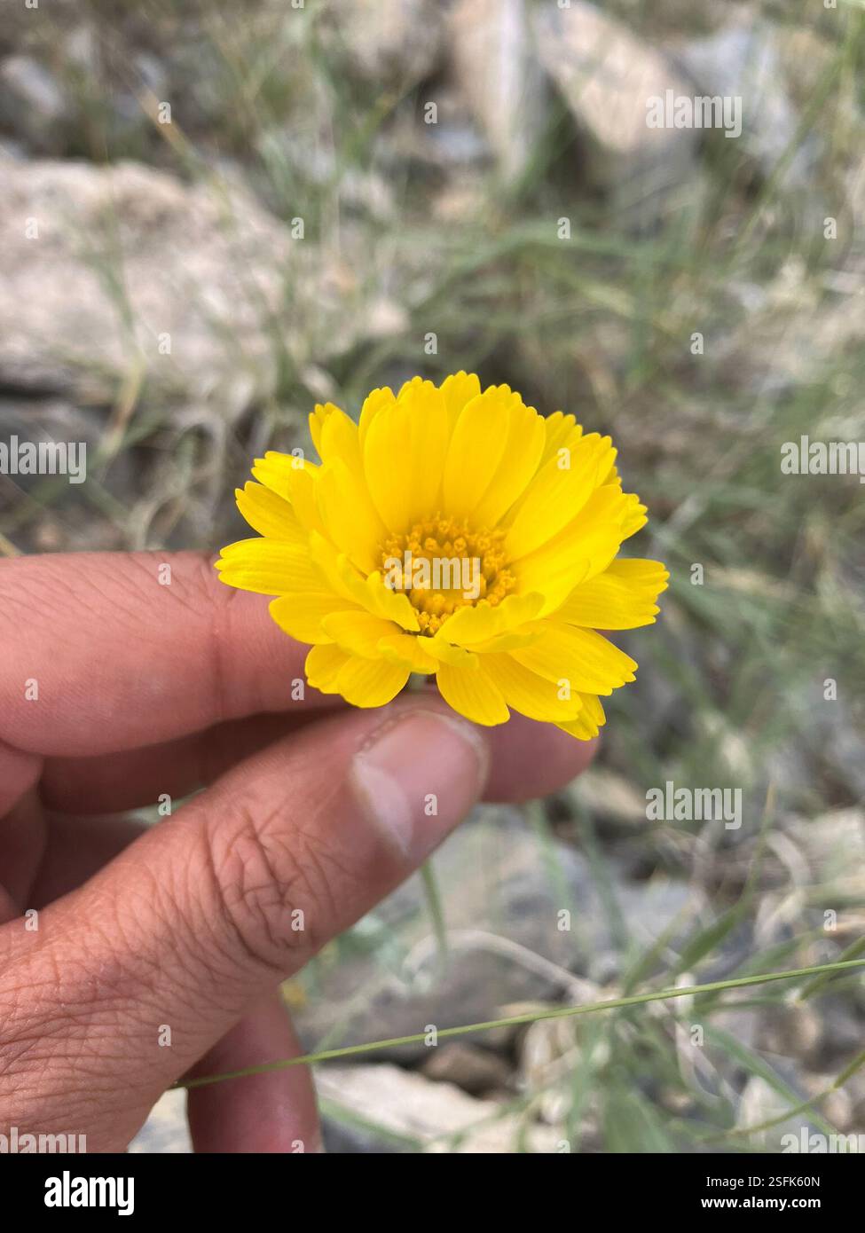 Desert Marigold (Baileya multiradiata), Plantae, Mojave National ...