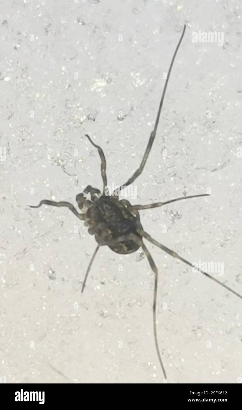 Spring Harvestman (Rilaena triangularis), Arachnida, 35300 Orivesi ...