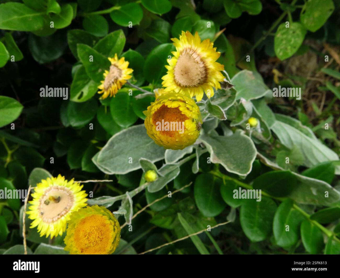 Everlasting-flowers (Helichrysum), Plantae, Leisure Crest, Port Edward ...