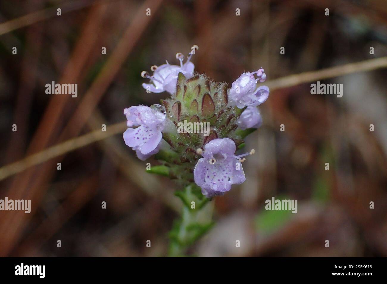 Florida pennyroyal (Piloblephis rigida), Plantae, Pasco, Florida ...