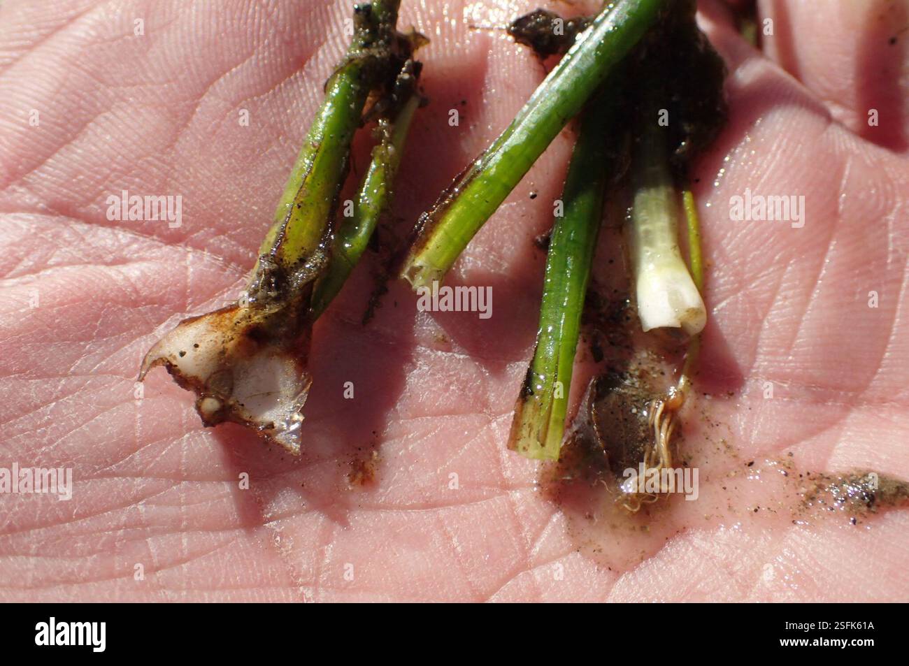 quillworts (Isoetes), Plantae, Chubut, AR Stock Photo - Alamy