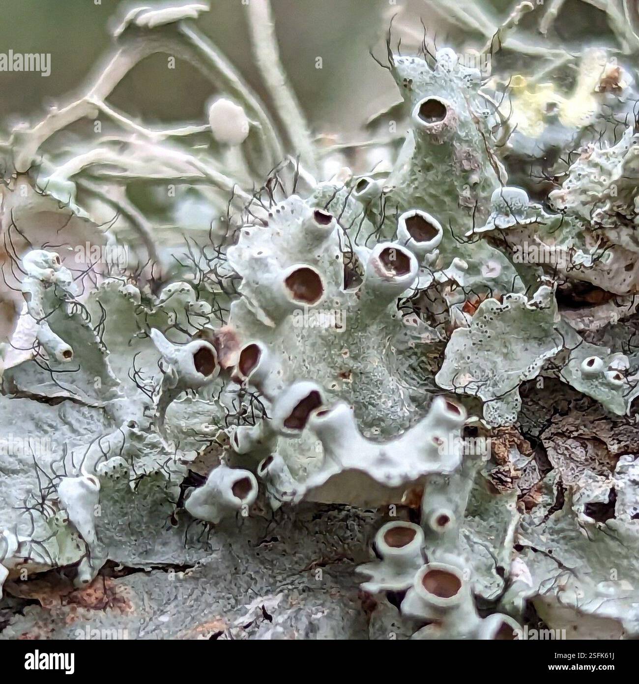 Ruffle Lichens (Parmotrema), Fungi, Gonzales, LA 70737, USA Stock Photo ...