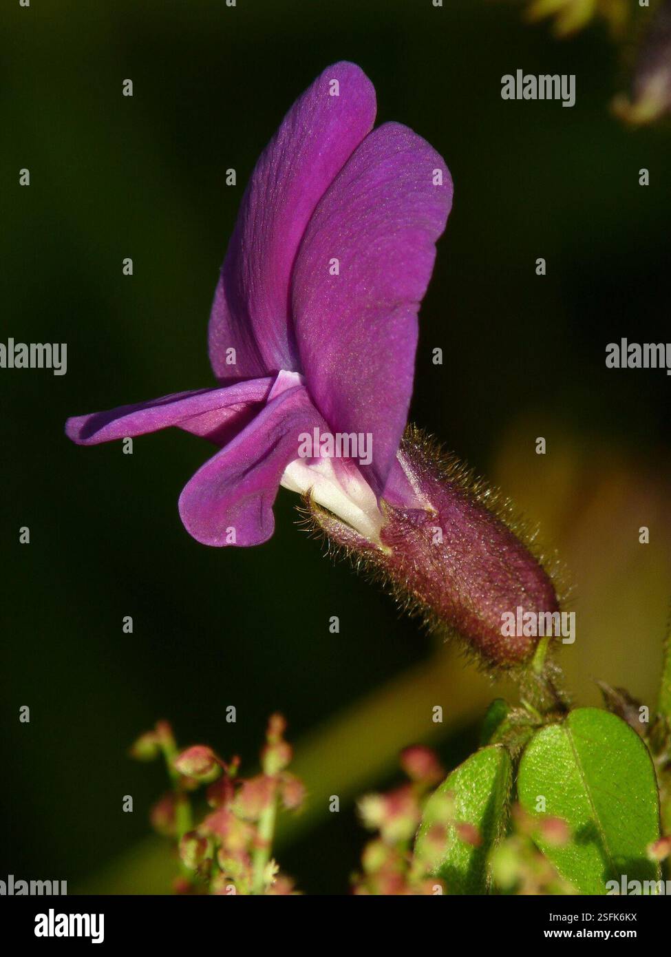 (Cologania broussonetii), Plantae, Guasca, Cundinamarca, Colombia Stock ...
