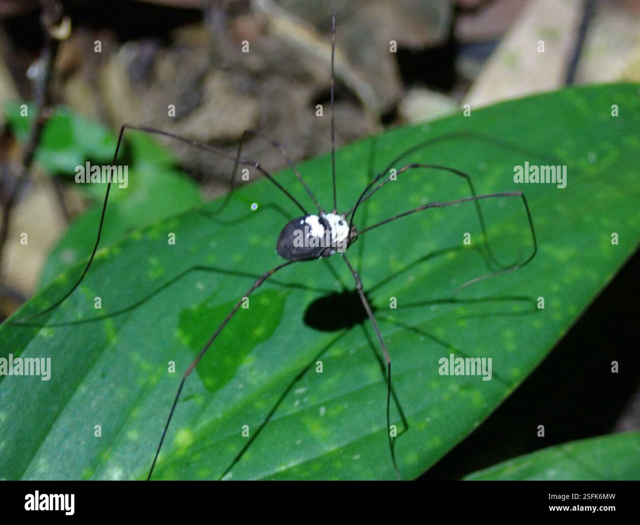 Harvestmen (Opiliones), Arachnida, Lahad Datu, Sabah, Malaysia Stock ...
