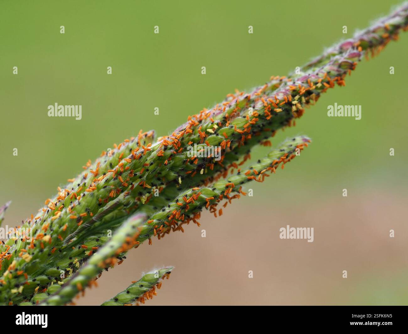Vasey Grass (Paspalum urvillei), Plantae, 台灣台中市北區臺中 Stock Photo - Alamy