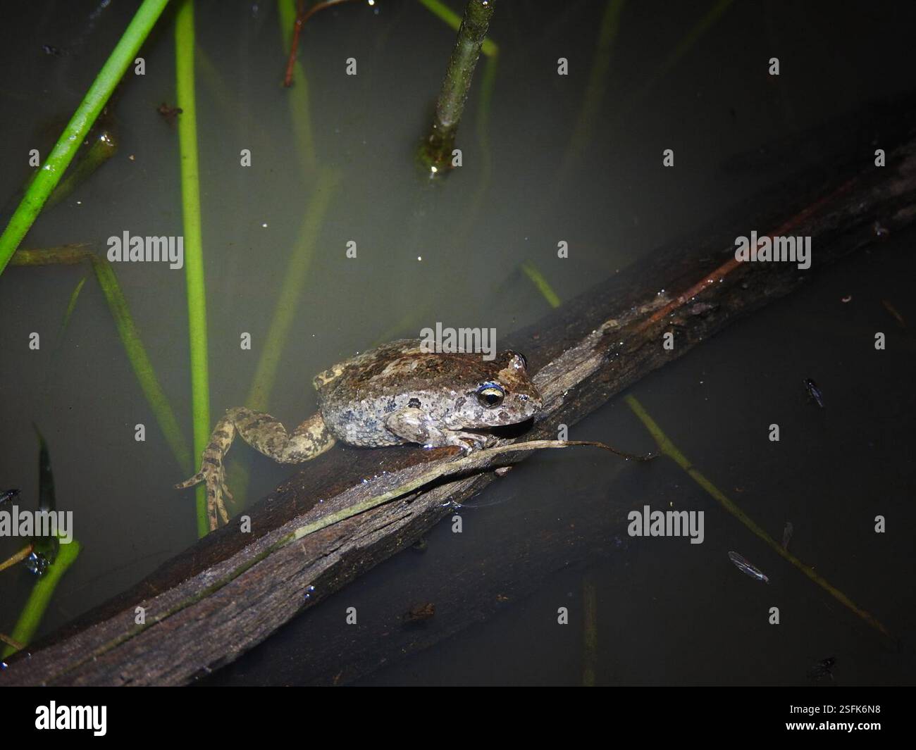 Common Eastern Froglet (Crinia signifera), Amphibia, Hobart TAS ...