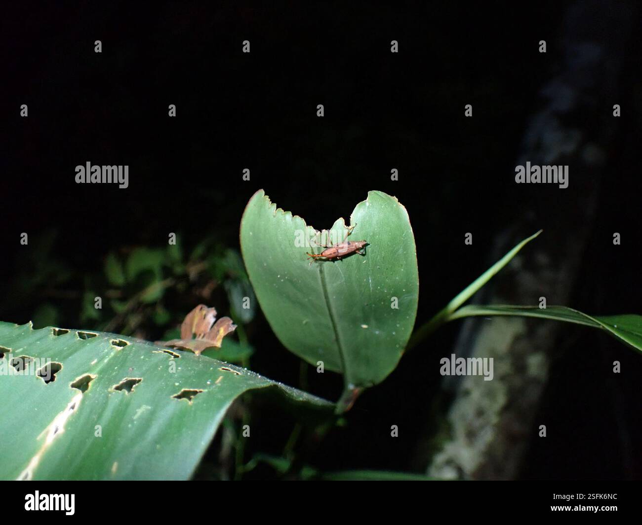 Snout and Bark Beetles (Curculionoidea), Insecta, Lahad Datu, Sabah ...