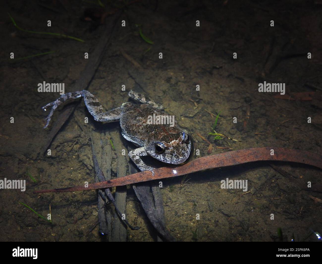 Common Eastern Froglet (Crinia signifera), Amphibia, Hobart TAS ...