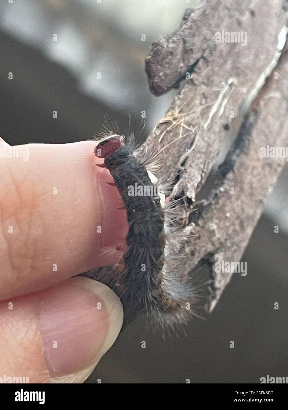 Owlet Moths and Allies (Noctuoidea), Insecta, Athel Tree Cr, Bradbury ...