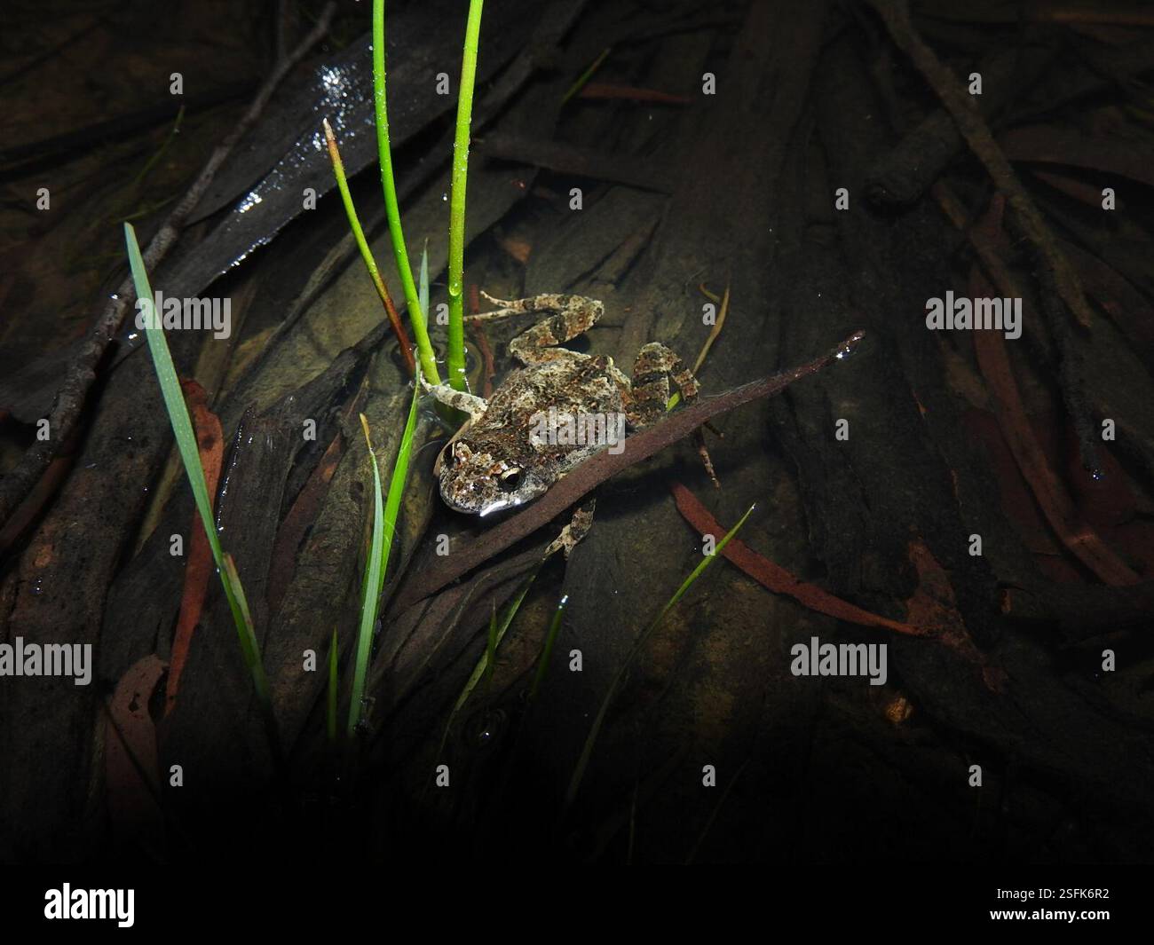Common Eastern Froglet (Crinia signifera), Amphibia, Hobart TAS ...