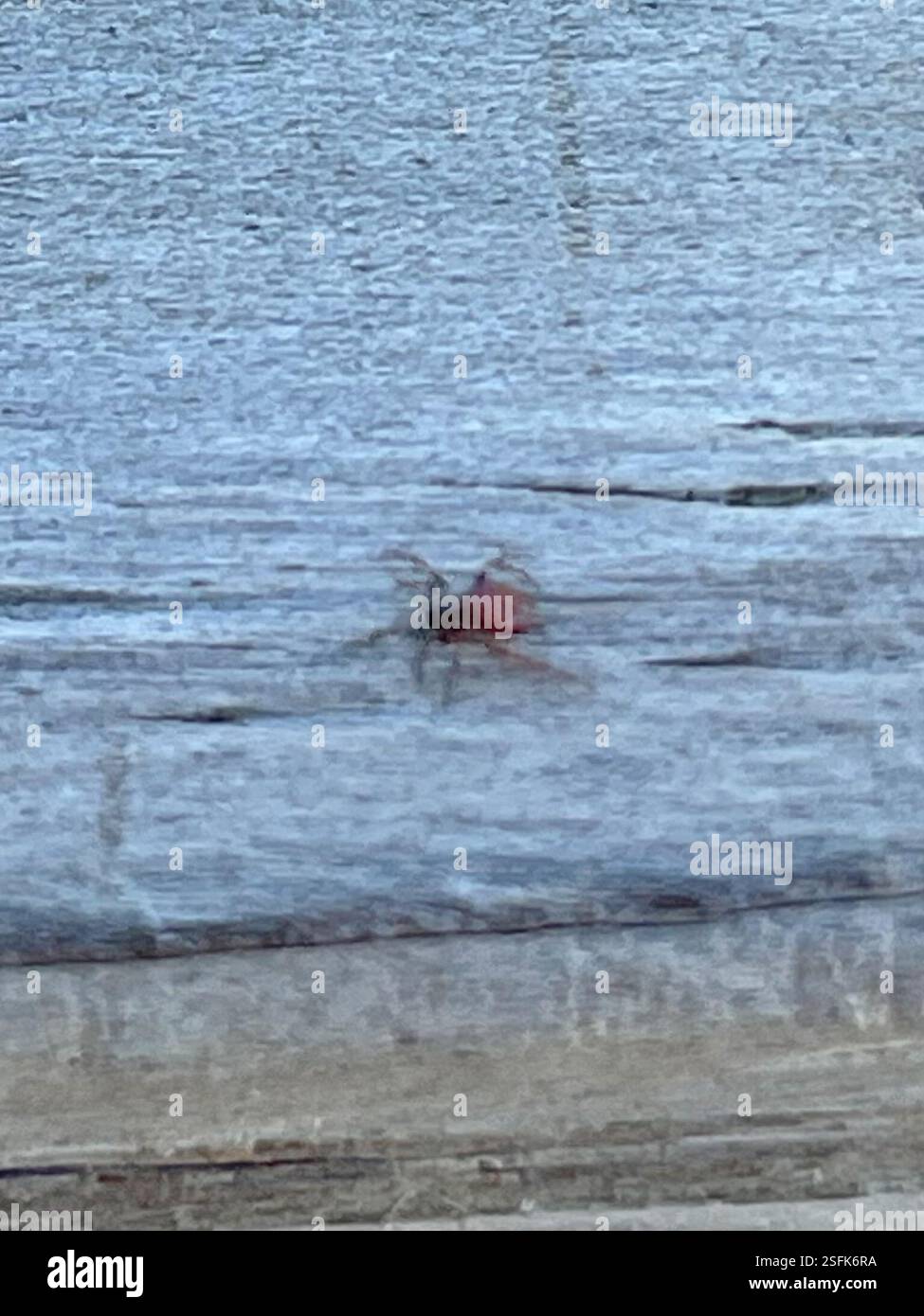 Entelegyne Spiders (Entelegynae), Arachnida, Mustang Island, Port ...