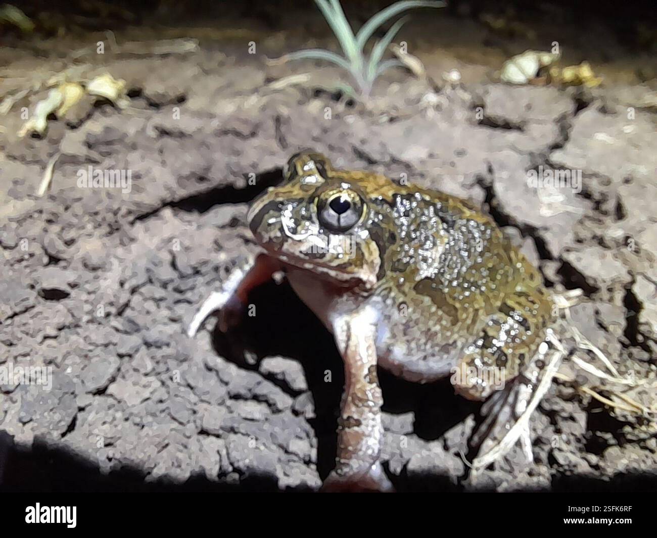 Ornate Burrowing Frog (Platyplectrum ornatum), Amphibia, Middle Ridge ...