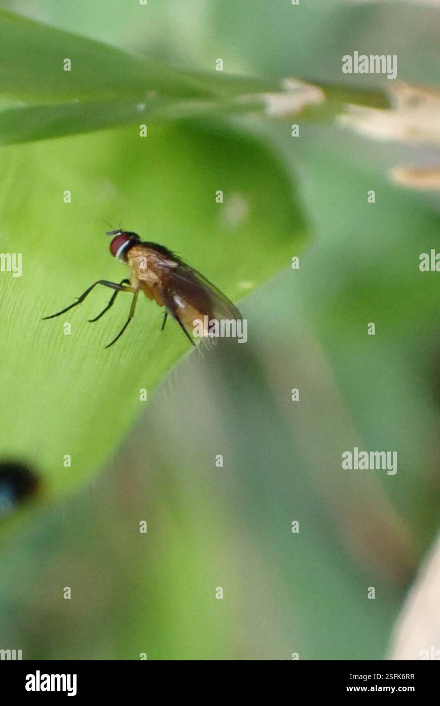 Shoot Flies (Atherigona), Insecta, Stentor 2, Ehlanzeni, South Africa ...