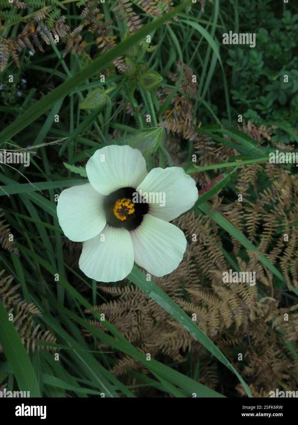 flower-of-an-hour (Hibiscus trionum), Plantae, uMgungundlovu District ...