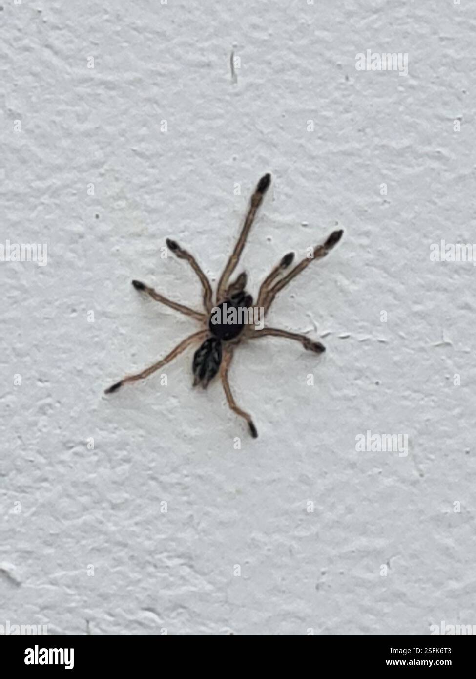 Yellow-kneed Skeleton Tarantula (Ephebopus murinus), Arachnida ...