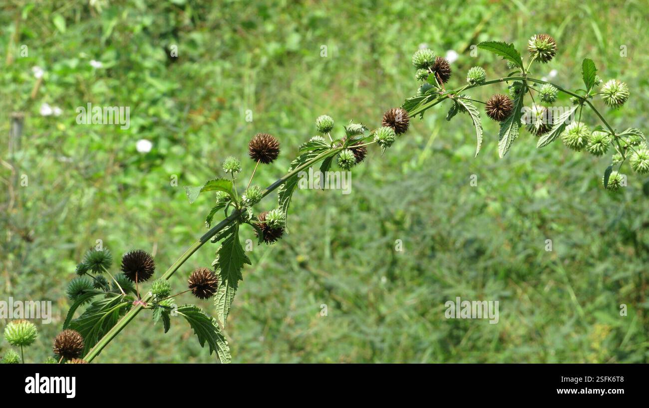 false ironwort (Hyptis capitata), Plantae, Краби, Таиланд Stock Photo ...