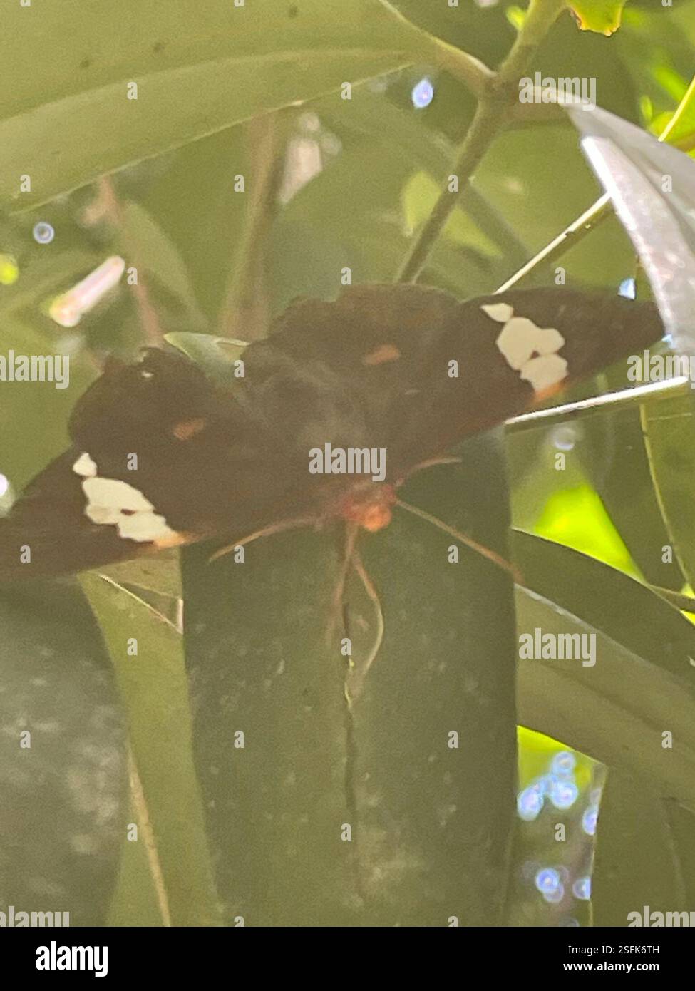 Eastern Dusk-Flat (Chaetocneme beata), Insecta, Barron Gorge National ...
