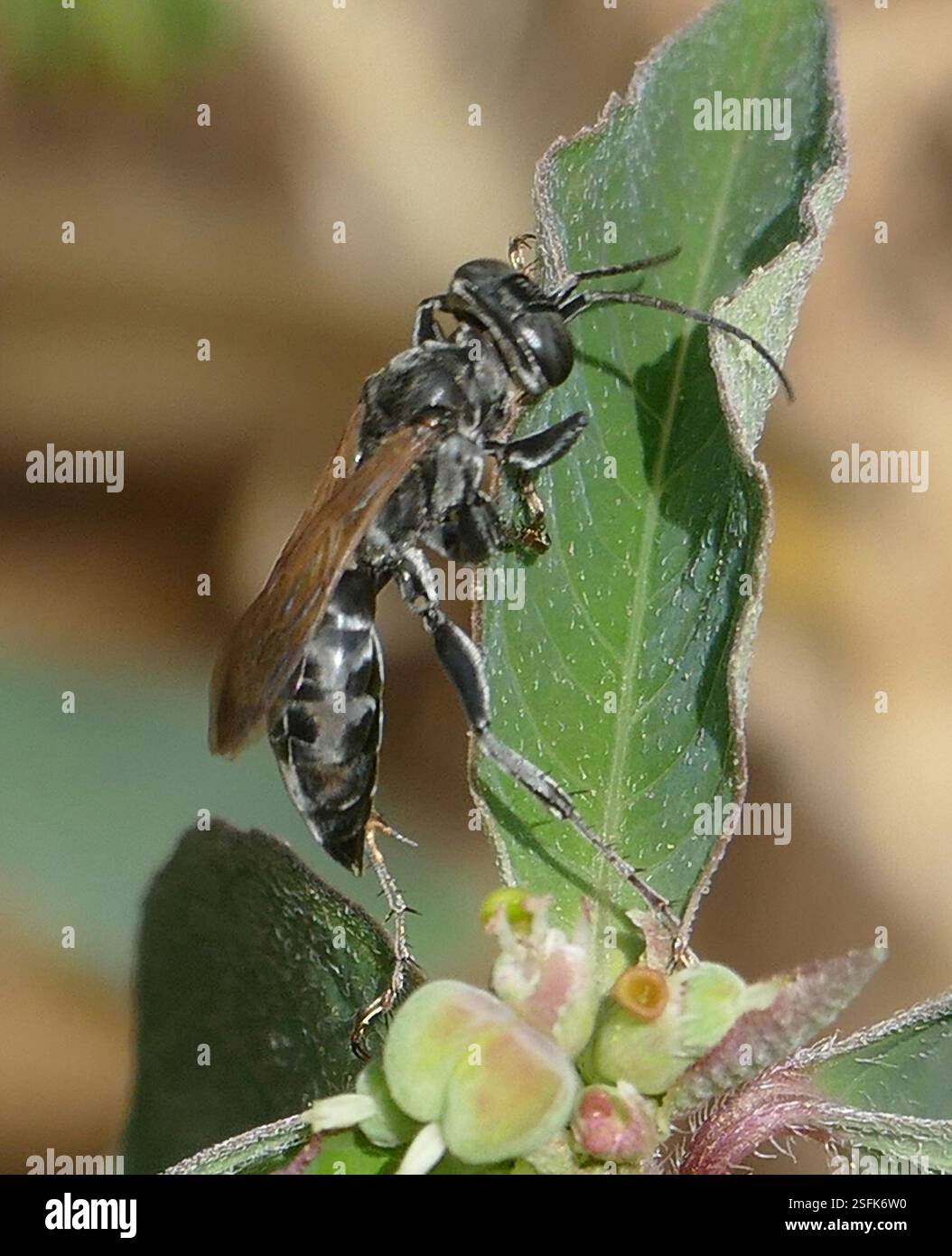 (Liris), Insecta, Santo Antão, Cape Verde, CV Stock Photo - Alamy