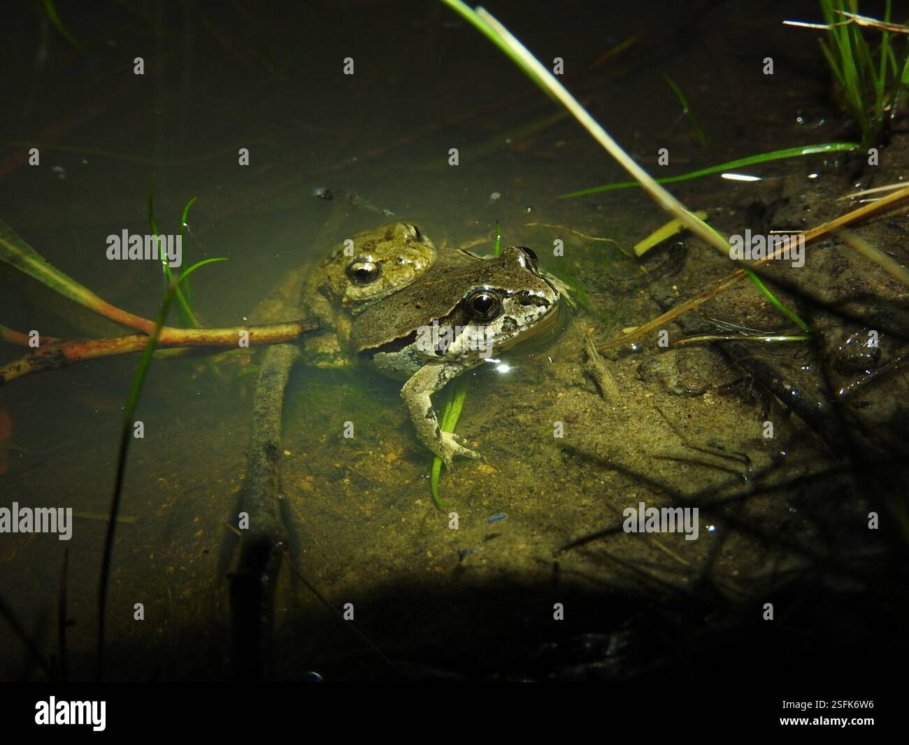 Common Eastern Froglet (Crinia signifera), Amphibia, Hobart TAS ...