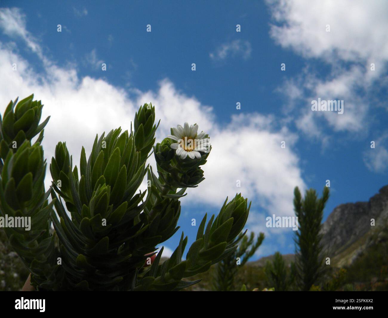 Swamp Daisy (Osmitopsis asteriscoides), Plantae, Palmiet river trail ...