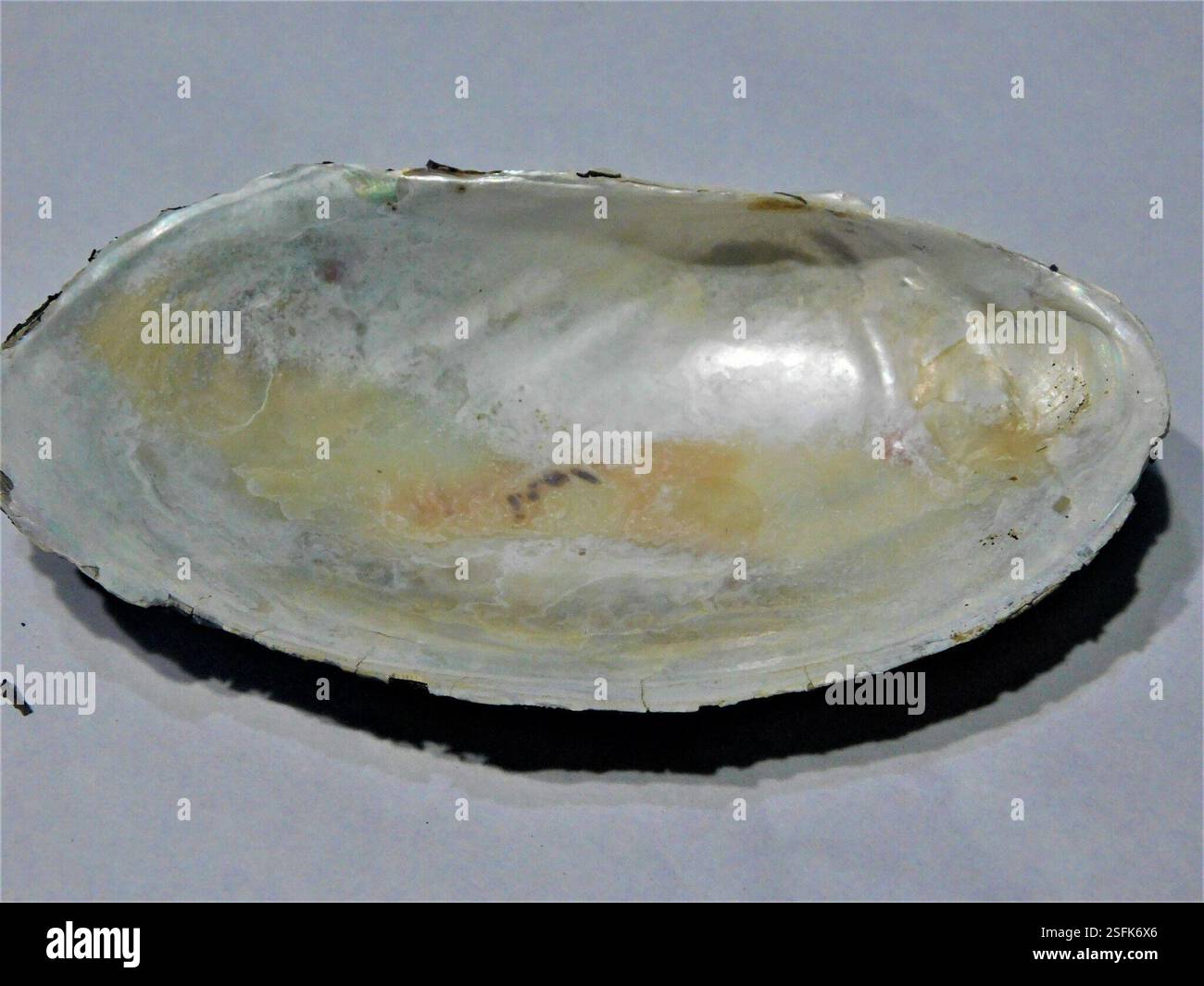 (Anodontites trapesialis), Mollusca, 55100 Bella Unión, Departamento de ...