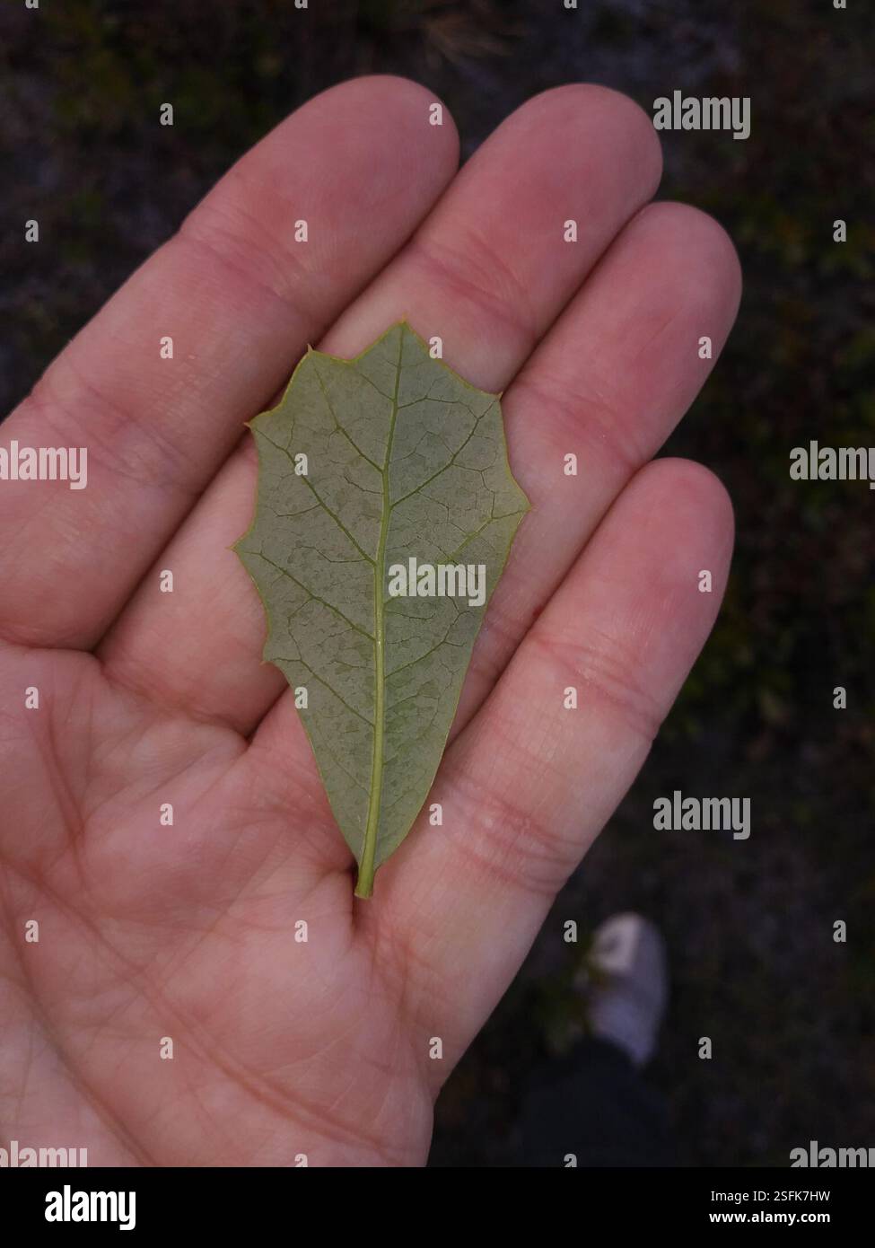 dwarf live oak (Quercus minima), Plantae, Polk, Florida, United States ...