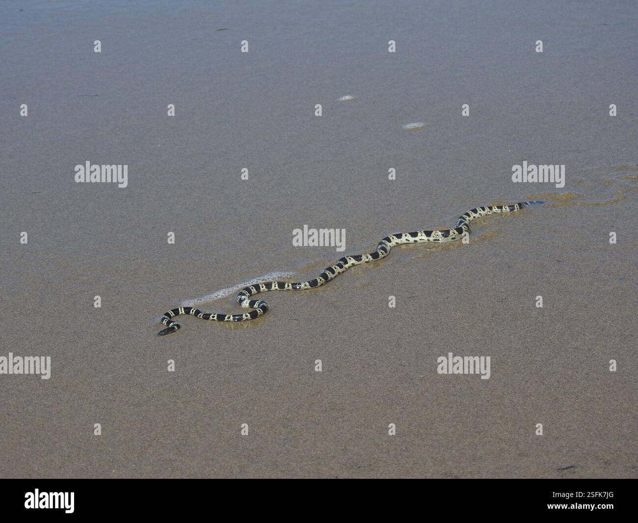 Elegant Sea Snake (Hydrophis elegans), Reptilia, Port Douglas QLD 4877 ...