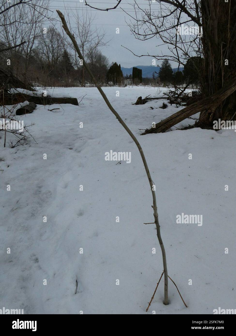 butternut canker (Ophiognomonia clavigignenti-juglandacearum), Fungi ...