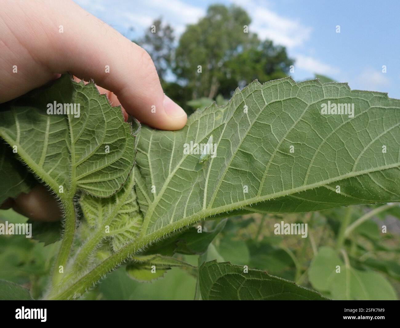 True Bugs, Hoppers, Aphids, and allies (Hemiptera), Insecta, Caravonica ...