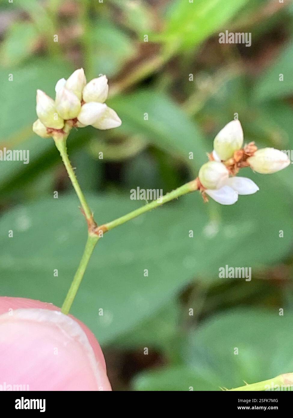 spotted knotweed (Persicaria strigosa), Plantae, Southeast Outer ...