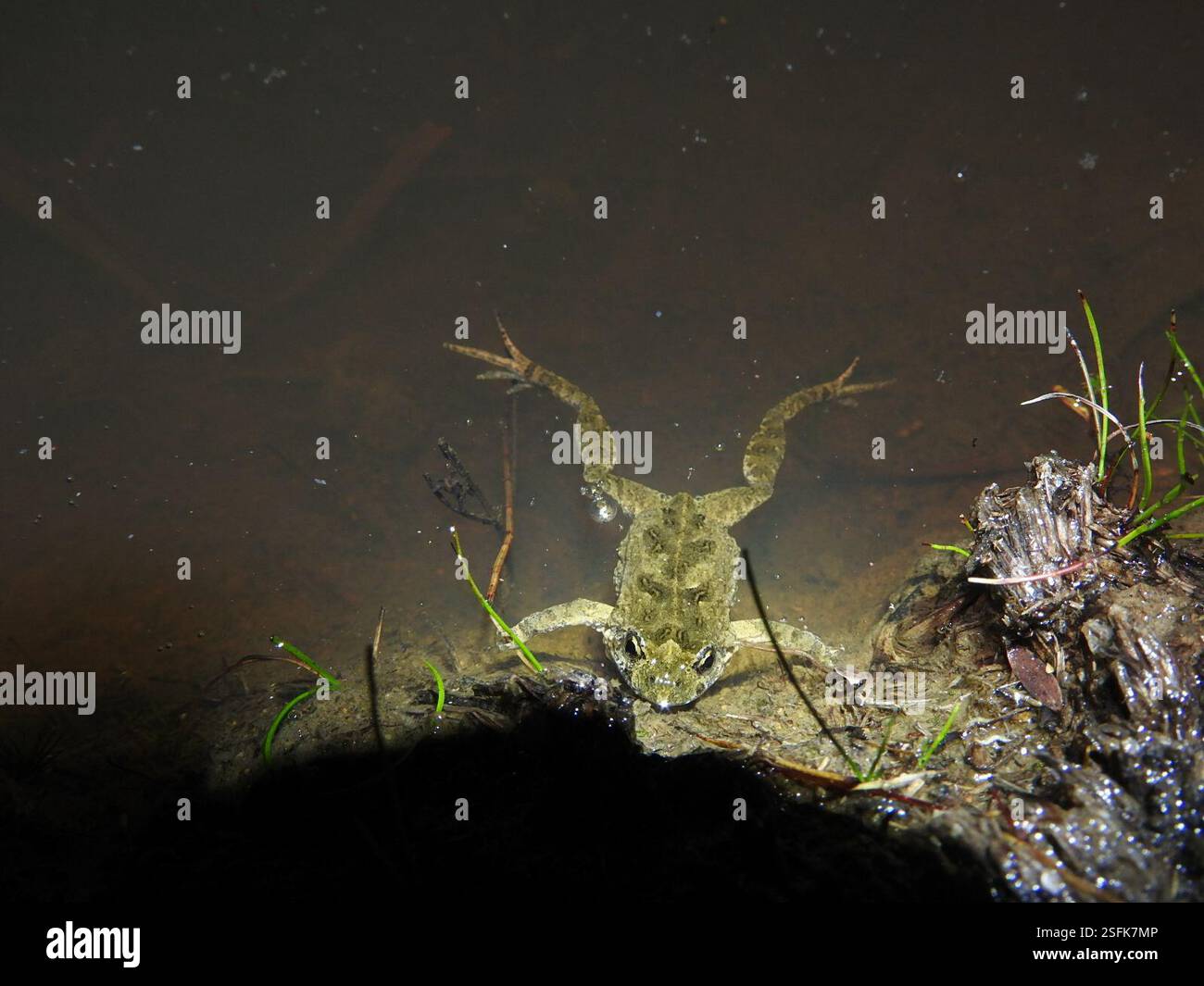 Common Eastern Froglet (Crinia signifera), Amphibia, Hobart TAS ...