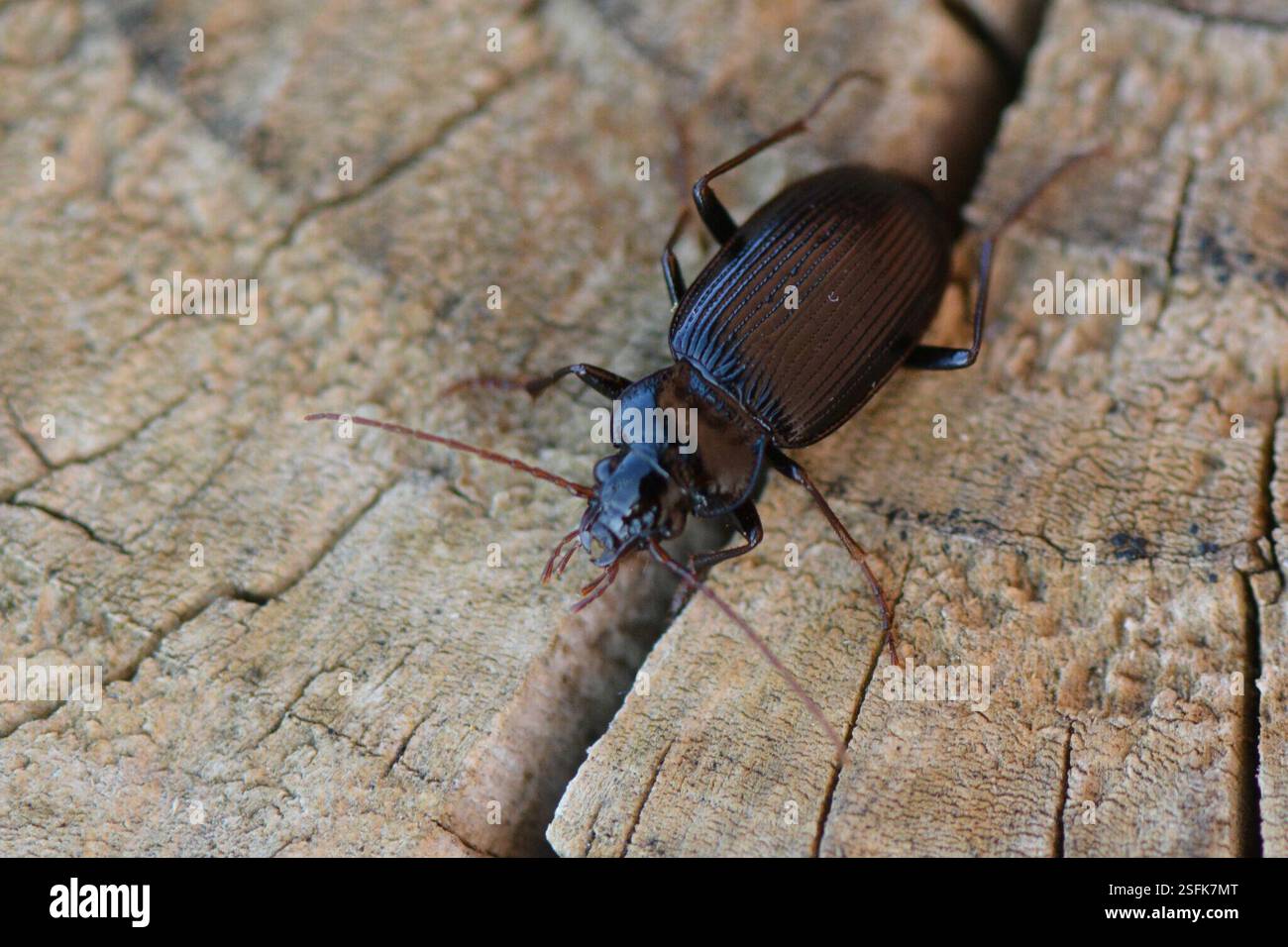 European Gazelle Beetle (Nebria brevicollis), Insecta, 5070 Frick ...