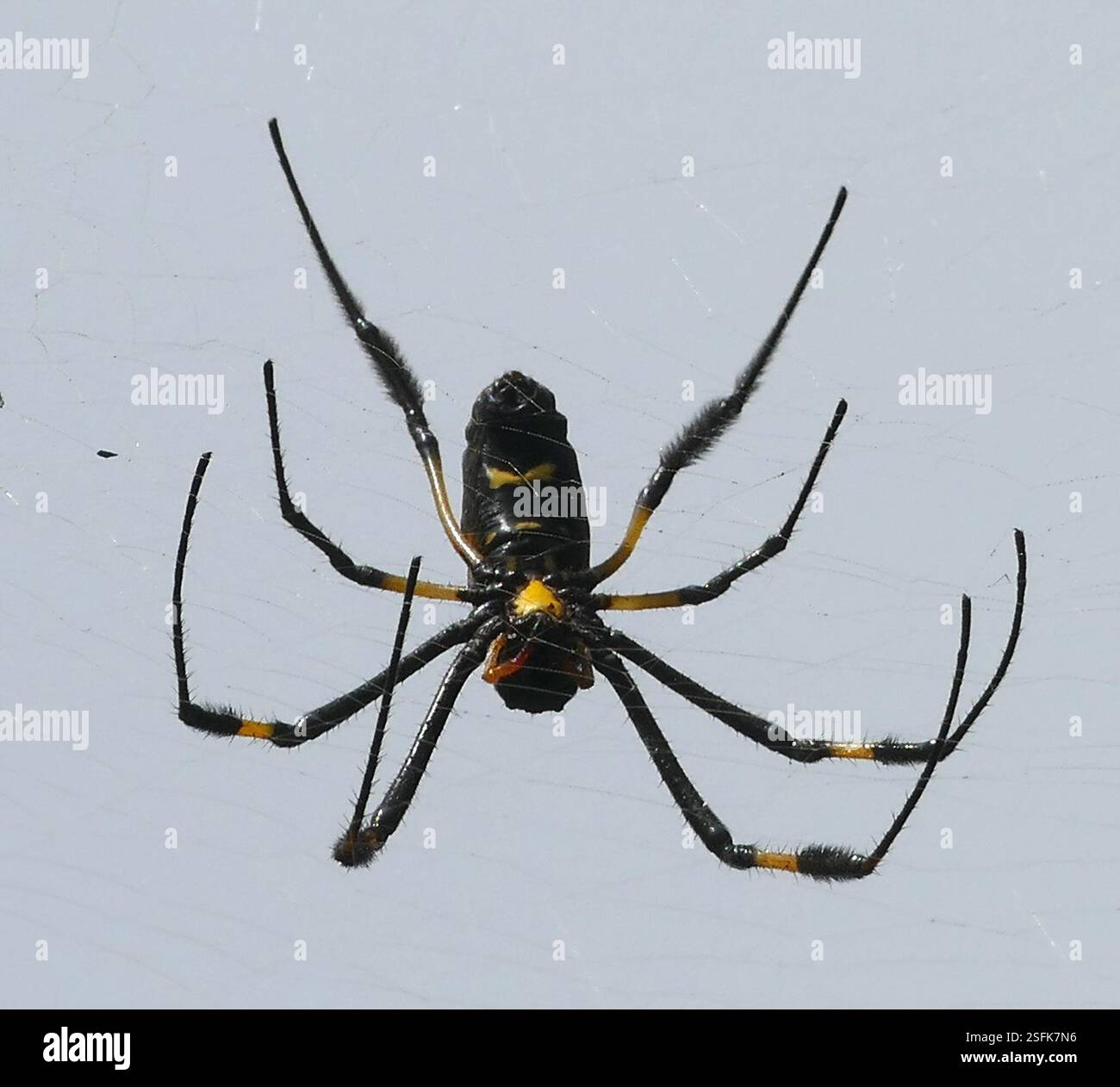 banded-legged golden orb-web spider (Trichonephila senegalensis ...