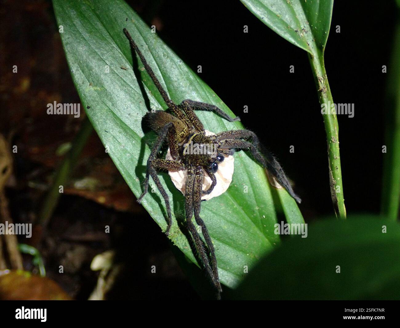 (Heteropoda parva), Arachnida, Lahad Datu, Sabah, Malaysia Stock Photo ...