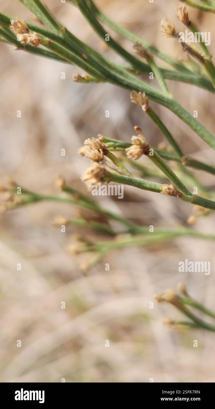 Desert Broom (Baccharis sarothroides), Plantae, Riverside County, US-CA ...