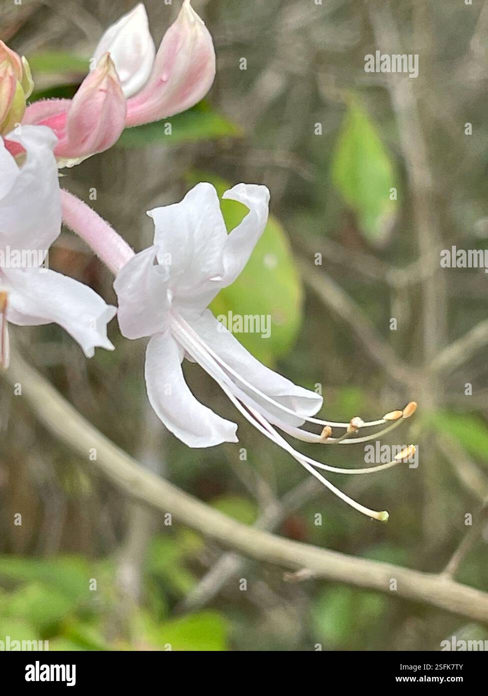 Southern Pinxter Azalea (Rhododendron canescens), Plantae, CR-1540 ...