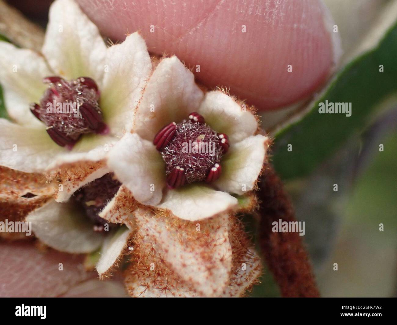 shrubby velvet-bush (Lasiopetalum macrophyllum), Plantae, Sisters Beach ...