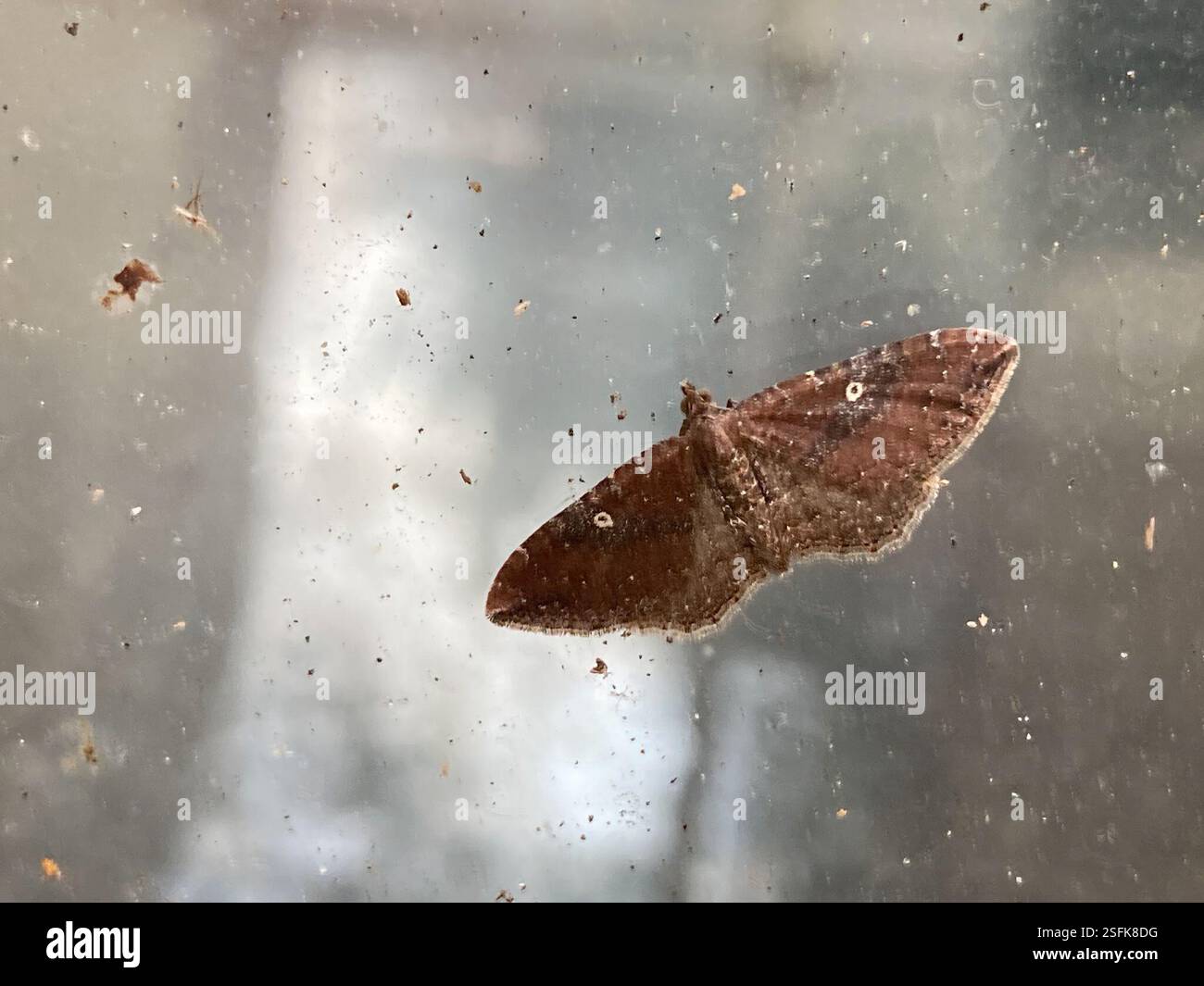 Gem Moth (Orthonama obstipata), Insecta, The University of North ...