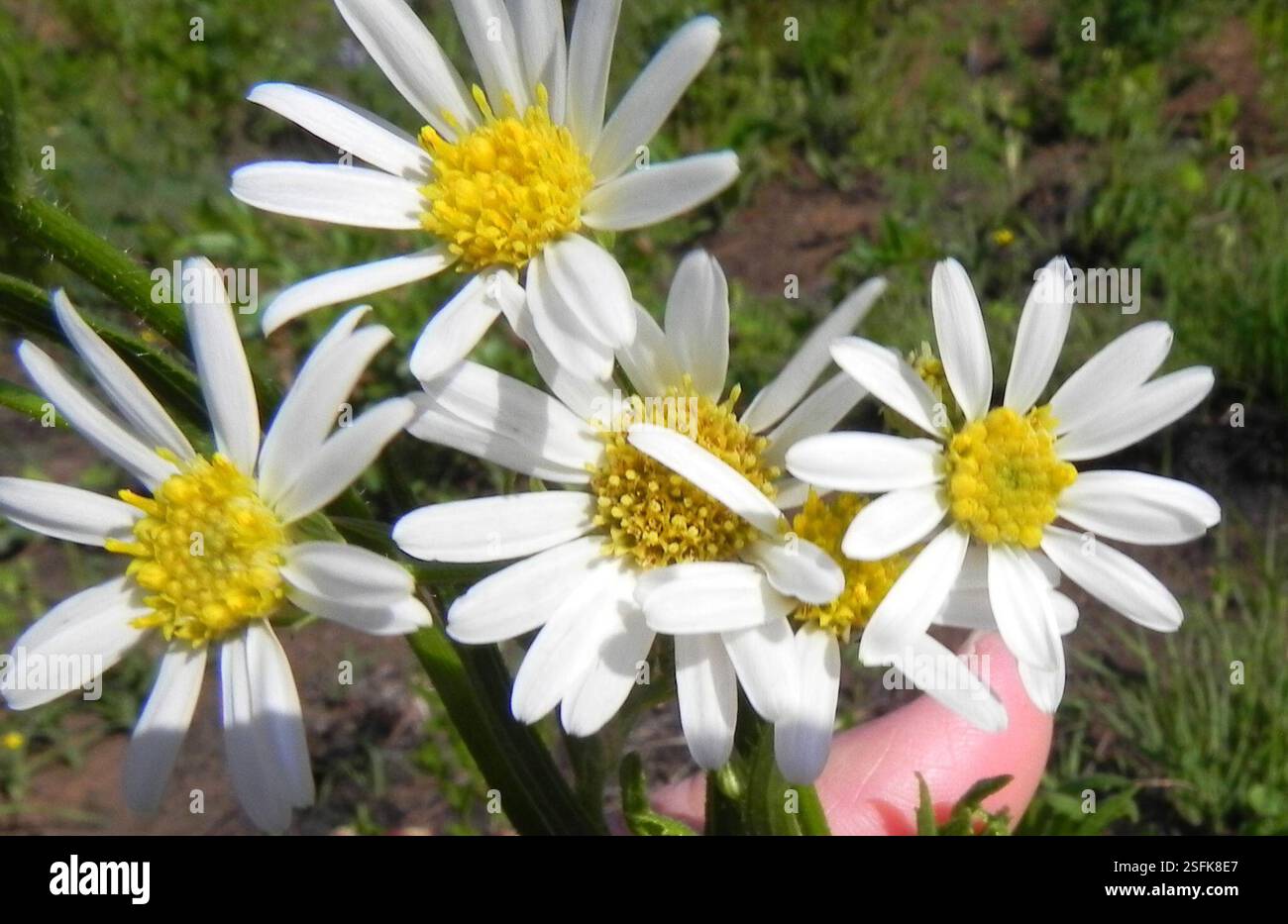 (Afroaster pleiocephalus), Plantae, Giants Castle Game Reserve, South ...