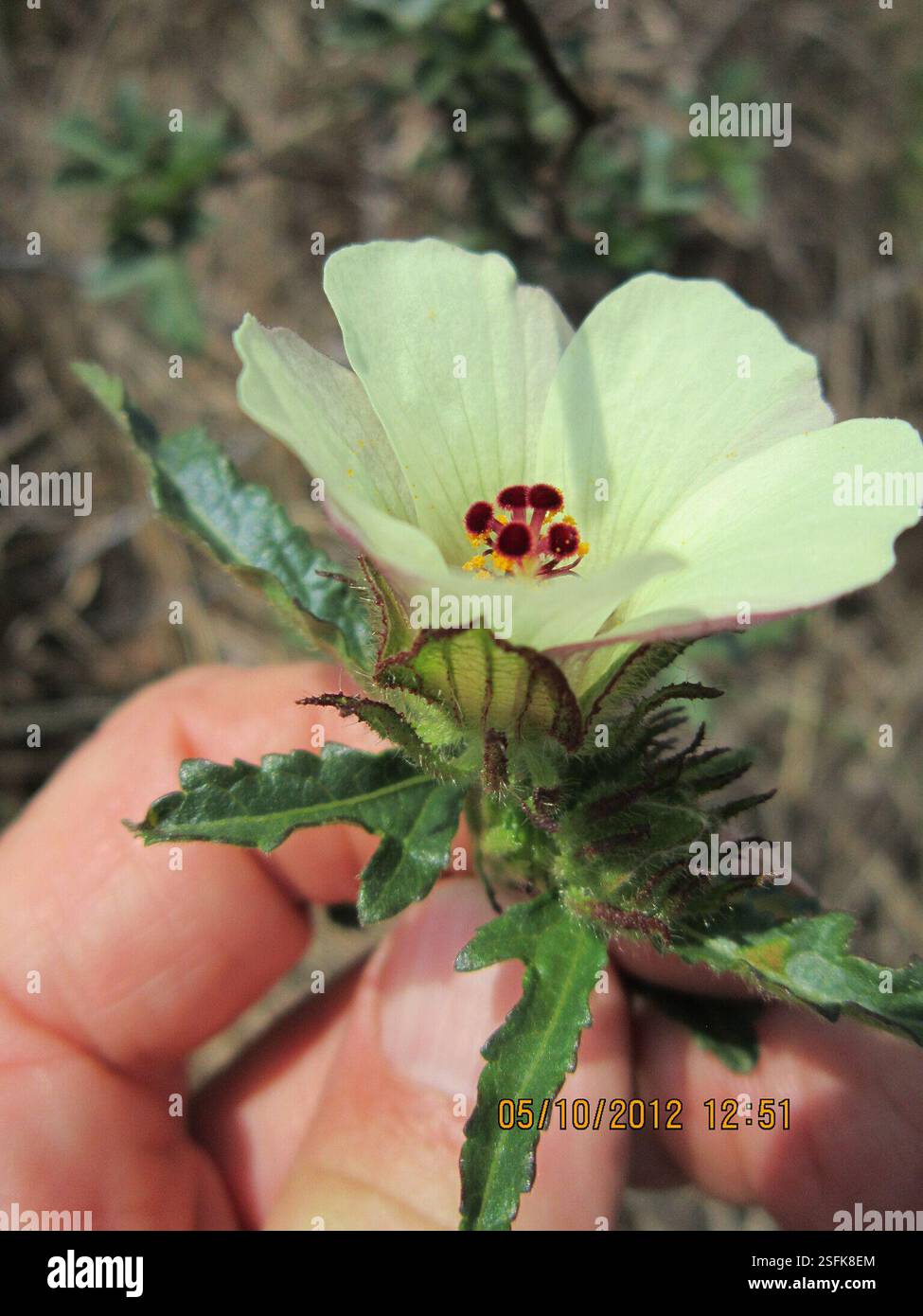 flower-of-an-hour (Hibiscus trionum), Plantae, uMgungundlovu District ...