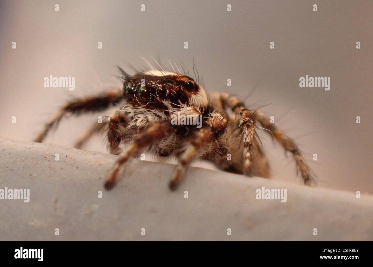 Typical Jumping Spiders (Salticinae), Arachnida, São Vicente, Cape ...