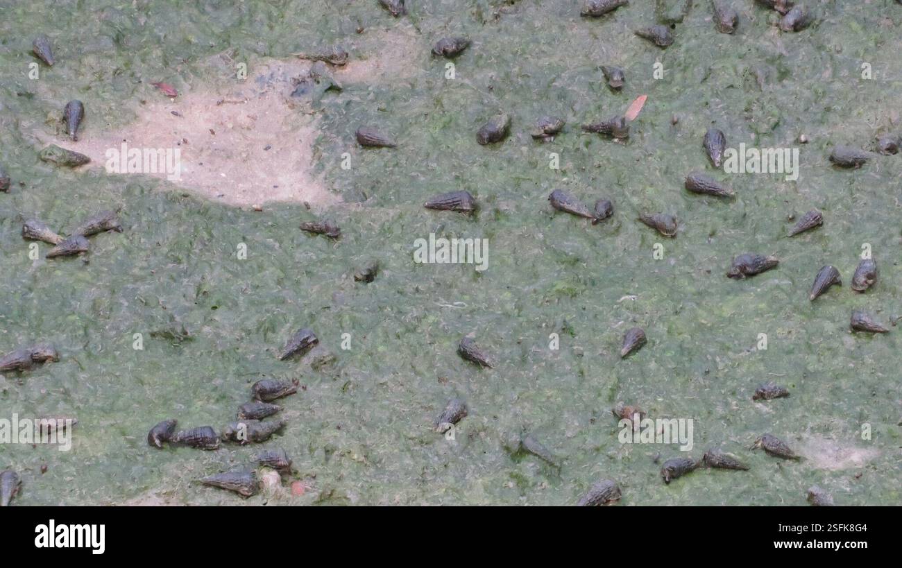 Gastropods (Gastropoda), Mollusca, Хуахин, Прачуапкхирикхан 77110 ...