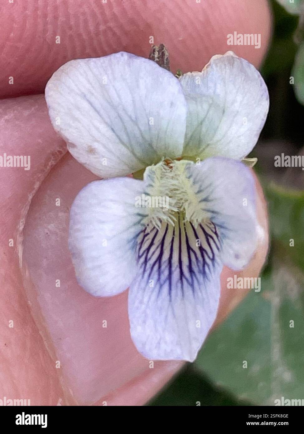 Confederate violet (Viola sororia priceana), Plantae, Polkton, NC, US ...