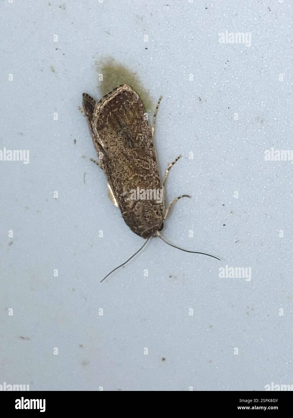 Fall Armyworm Moth (Spodoptera frugiperda), Insecta, NW Third St ...